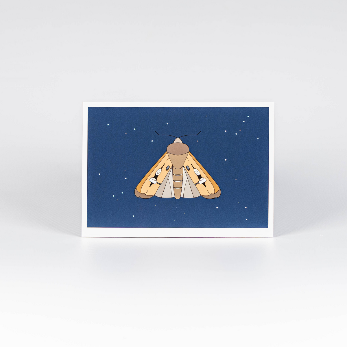 Bogong Moth – Parliament Shop