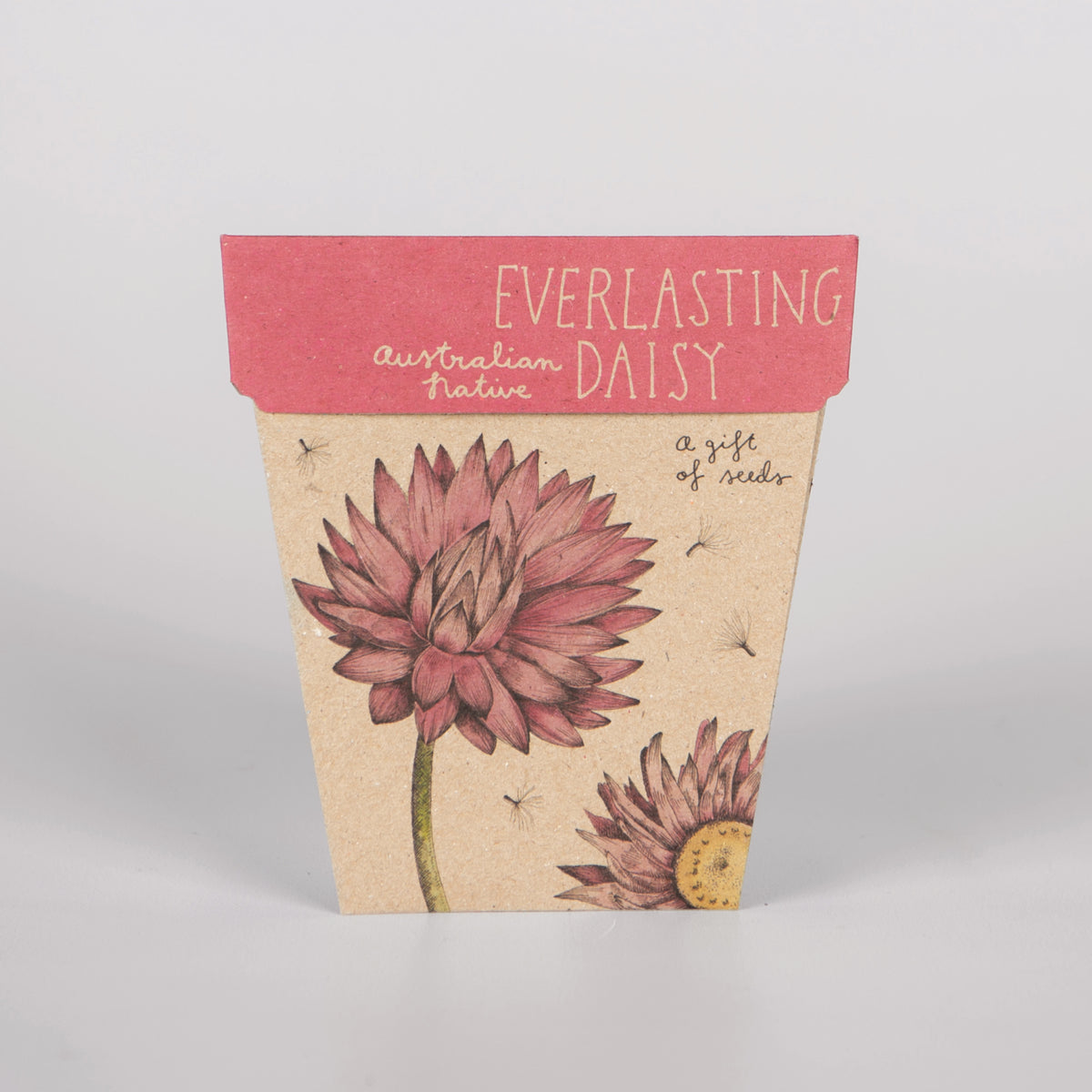 Everlasting Daisy Seeds – Parliament Shop